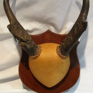 Pronghorn Antelope Horns and Mounted Skull, Great Vintage Decor or ...