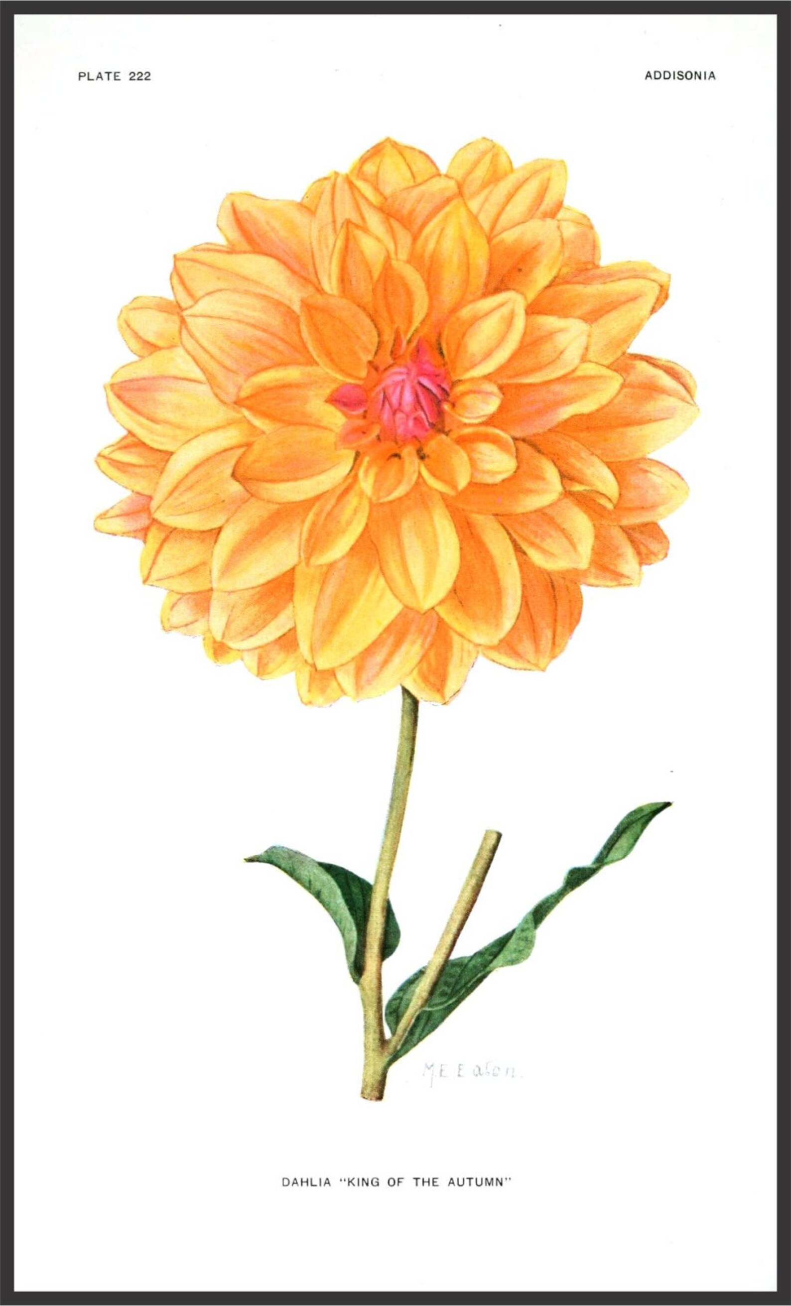 Vintage Flower Drawing Posters Set of 5 Posters high - Etsy