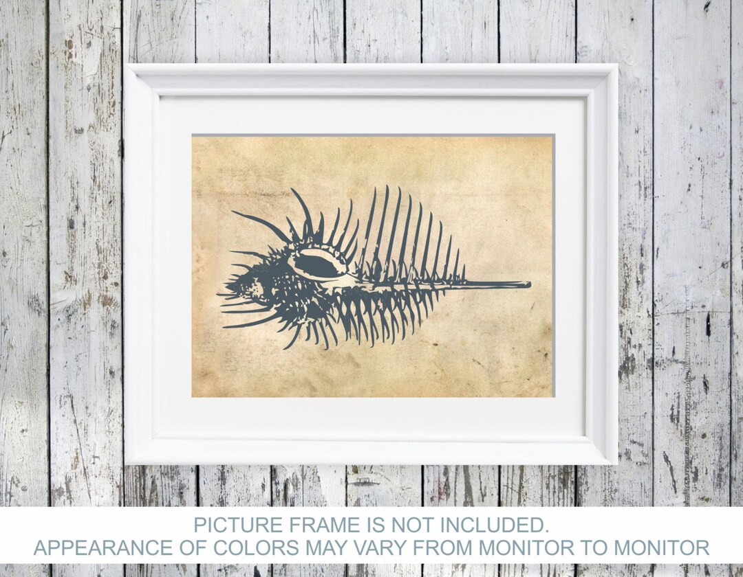 Seashell Poster #2 Print Poster Sea Shell Print Coastal Wall Art Beach ...