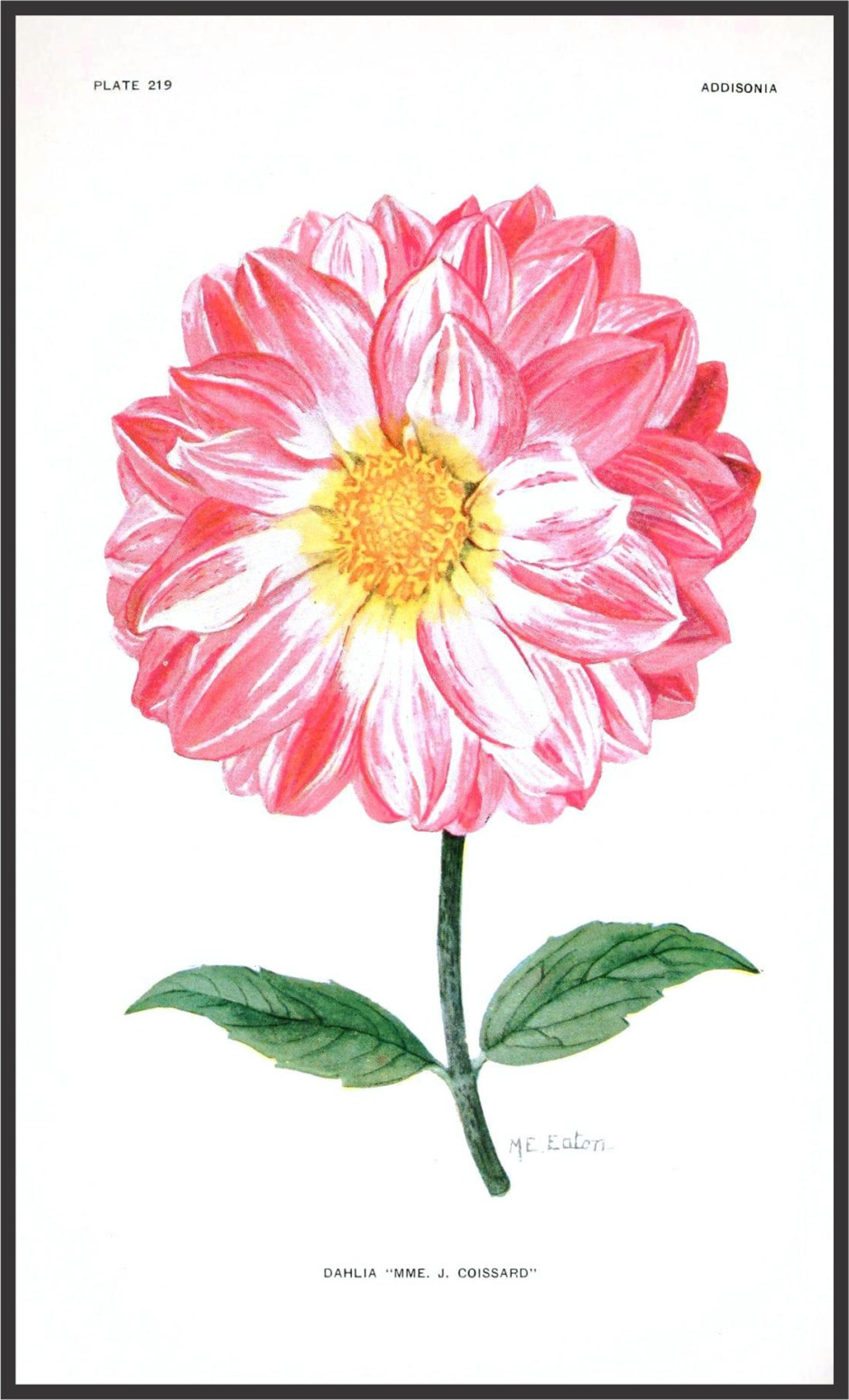 Vintage Flower Drawing Posters Set of 5 Posters high - Etsy