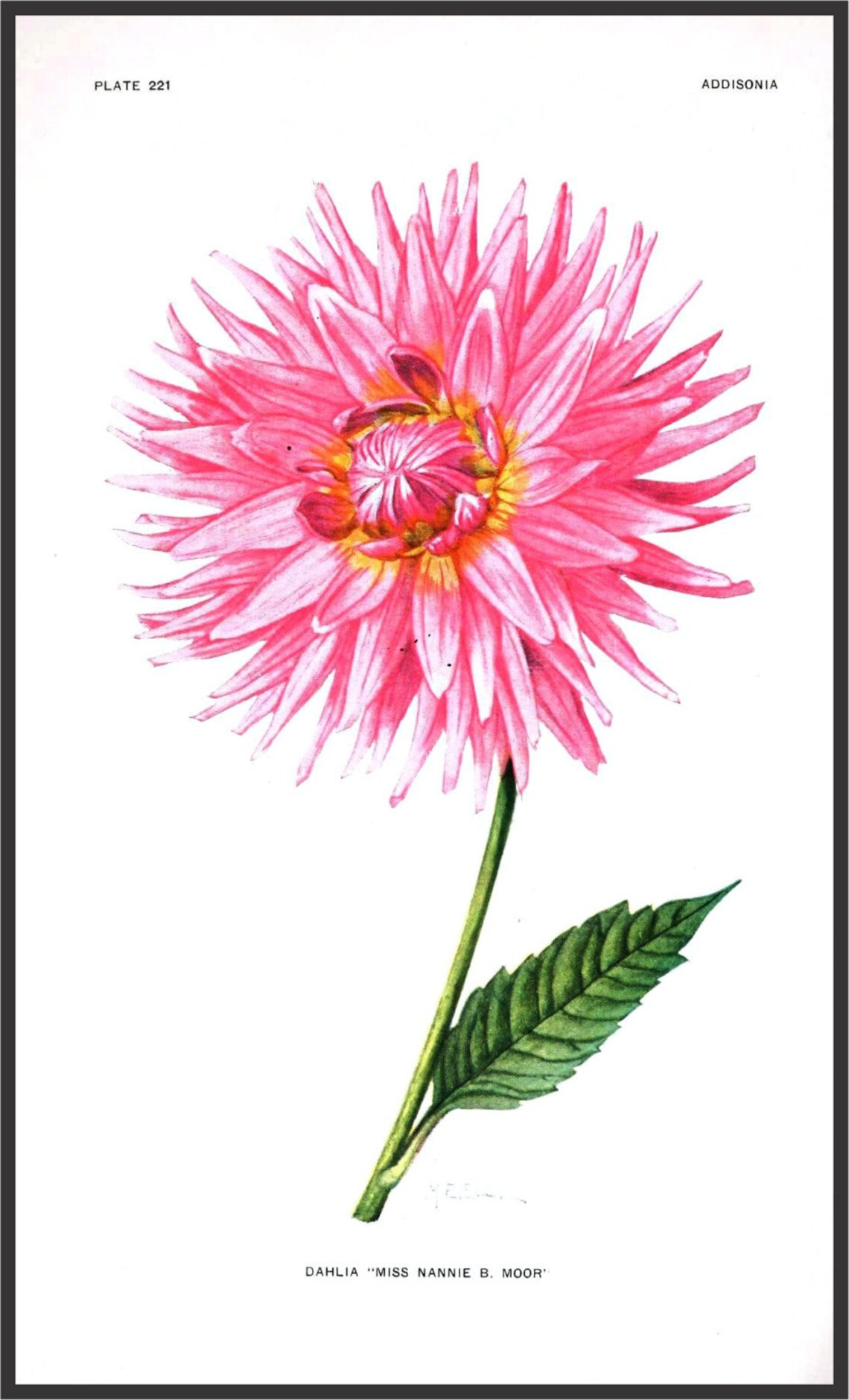 Vintage Flower Drawing Posters Set of 5 Posters high | Etsy