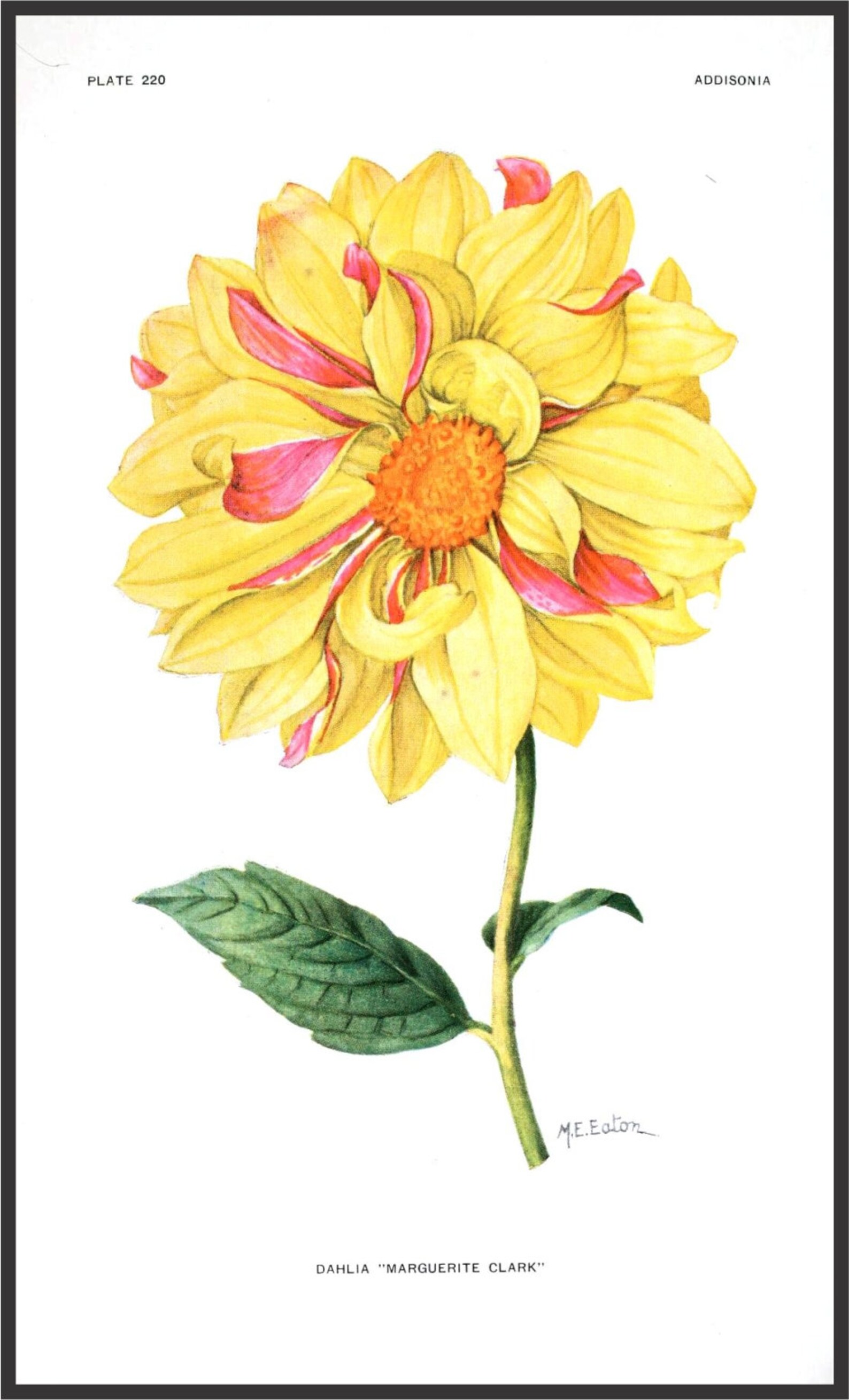 Vintage Flower Drawing Posters Set of 5 Posters high - Etsy