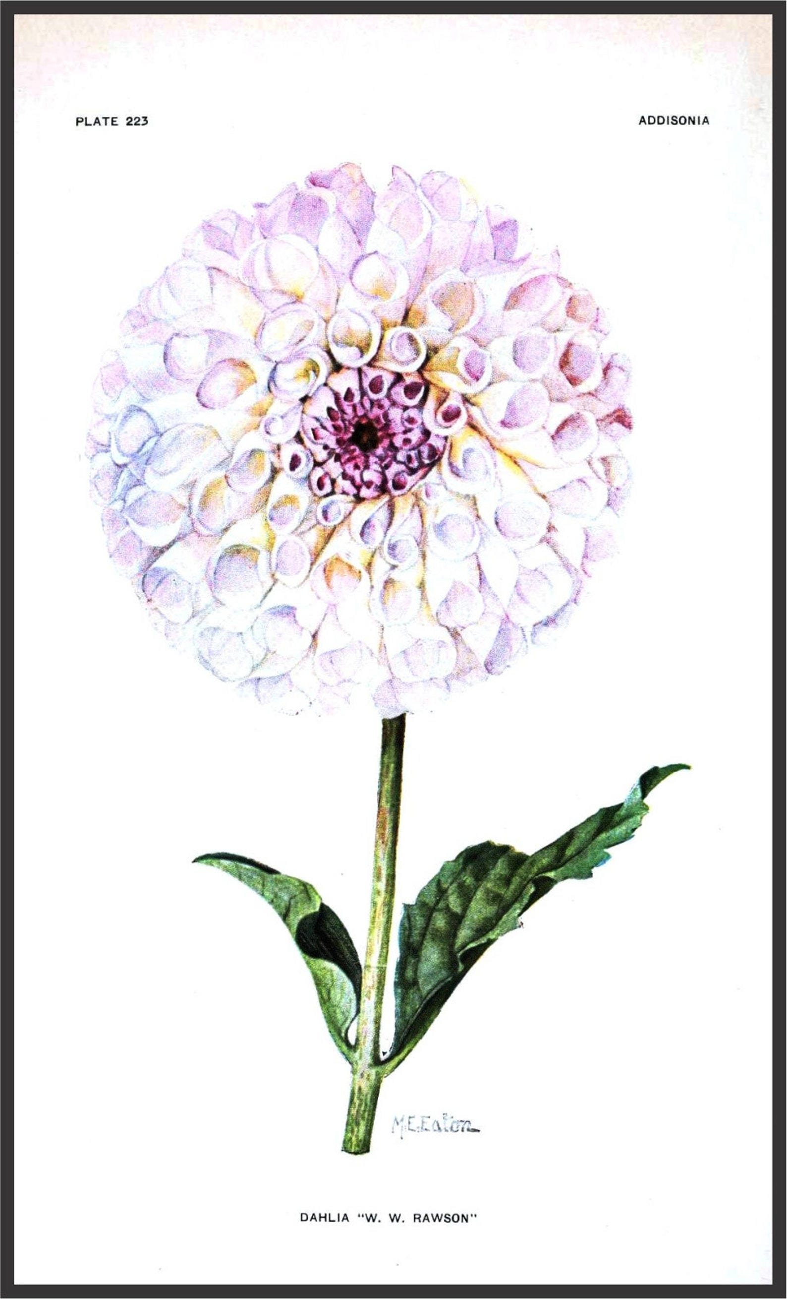 Vintage Flower Drawing Posters Set of 5 Posters high | Etsy