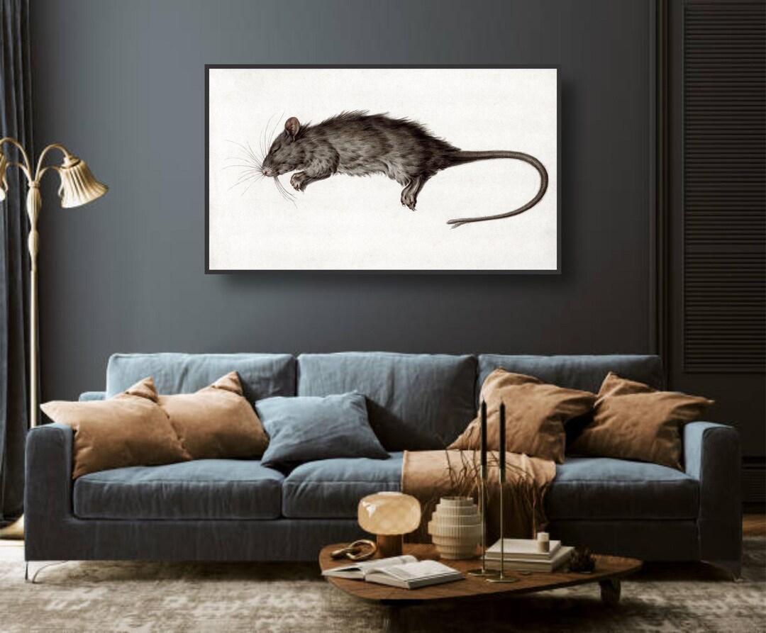 Dead Rat Drawing Print by Jean Bernard Black and White Drawing, Drawing ...
