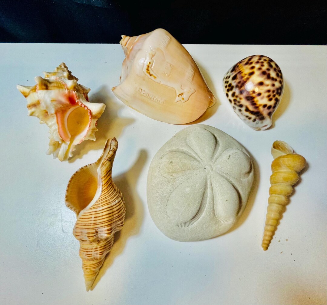 Lot of 6 Sea Shells Collect Sand Dollar Tiger Cowrie Horse Conch Murex ...