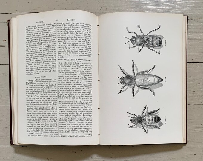 1910 ABC and XYZ of Bee Culture Vintage Bee Book Antique Bee Book ...