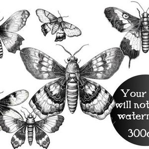 Old Halloween Moth Clip Art Illustrations Transparencies Digital ...