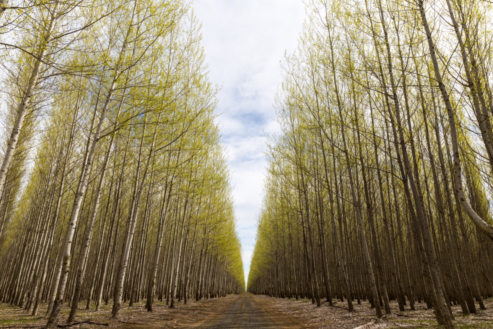 Tree Photograph, Oregon Tree Photo, Oregon Landscape Photo, Pacific ...