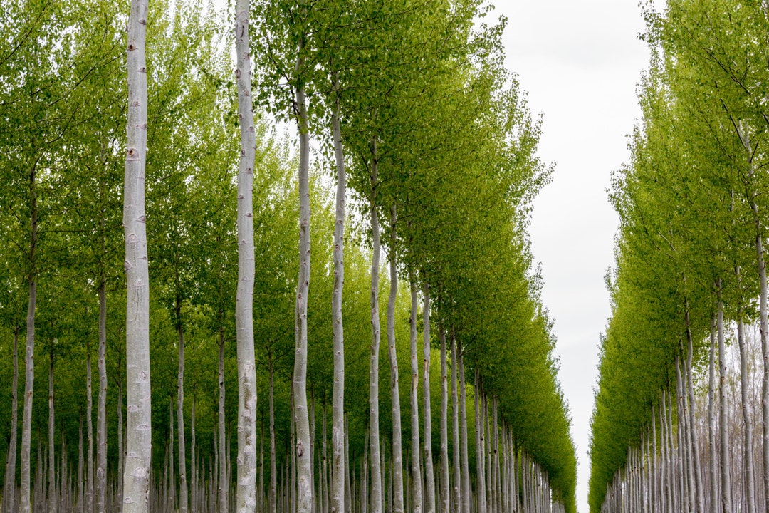 Tree Photograph, Oregon Tree Photo, Oregon Landscape Photo, Tree Photo ...