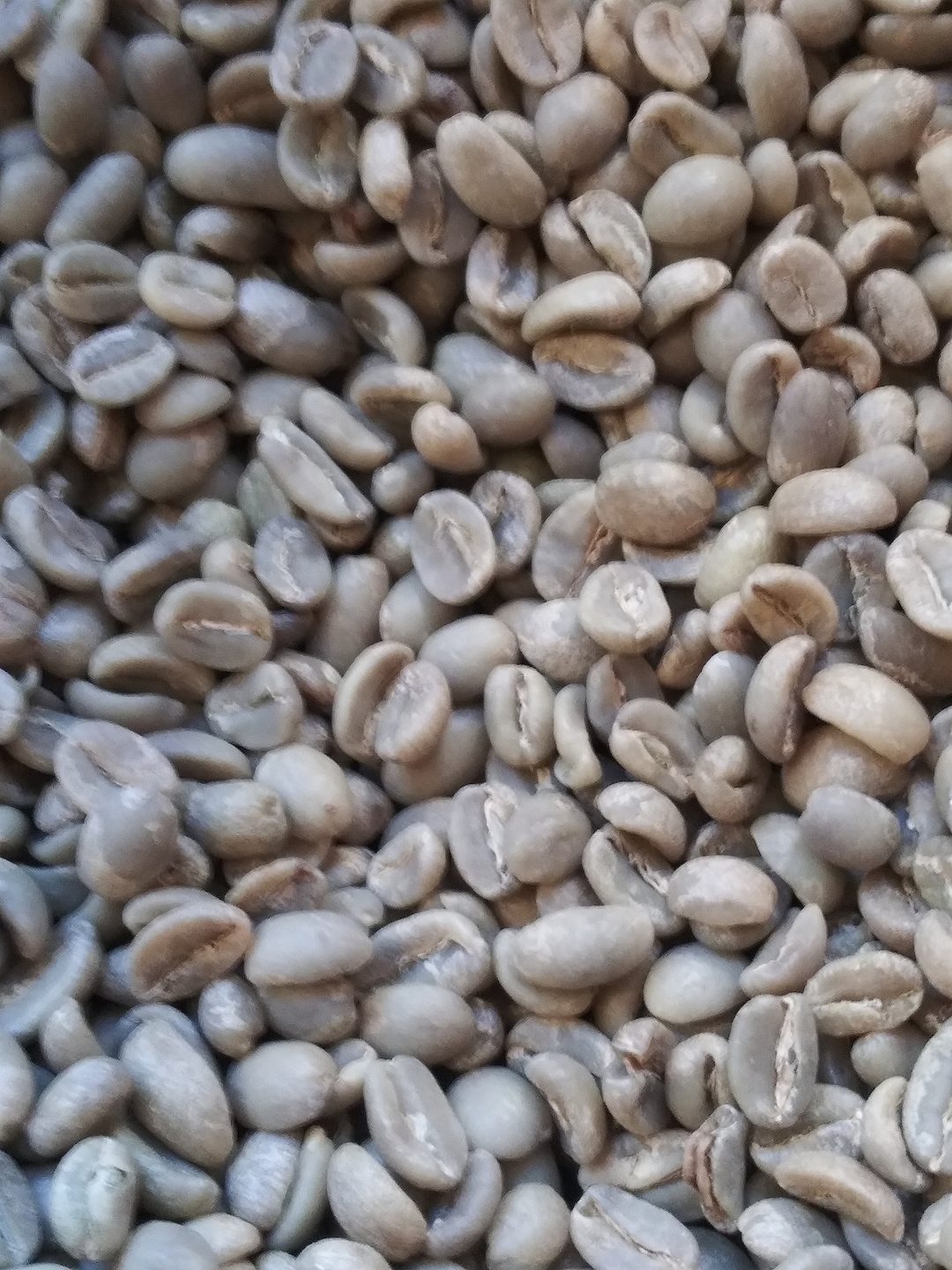 Green Coffee Beans 10 Pounds Ethiopia Sheka Natural Organic - Etsy