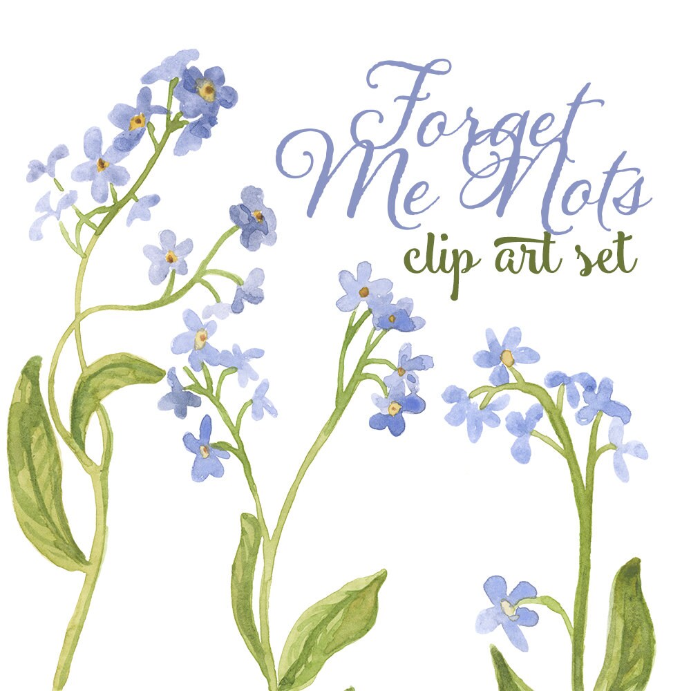 Forget Me Not Flower Clip Art