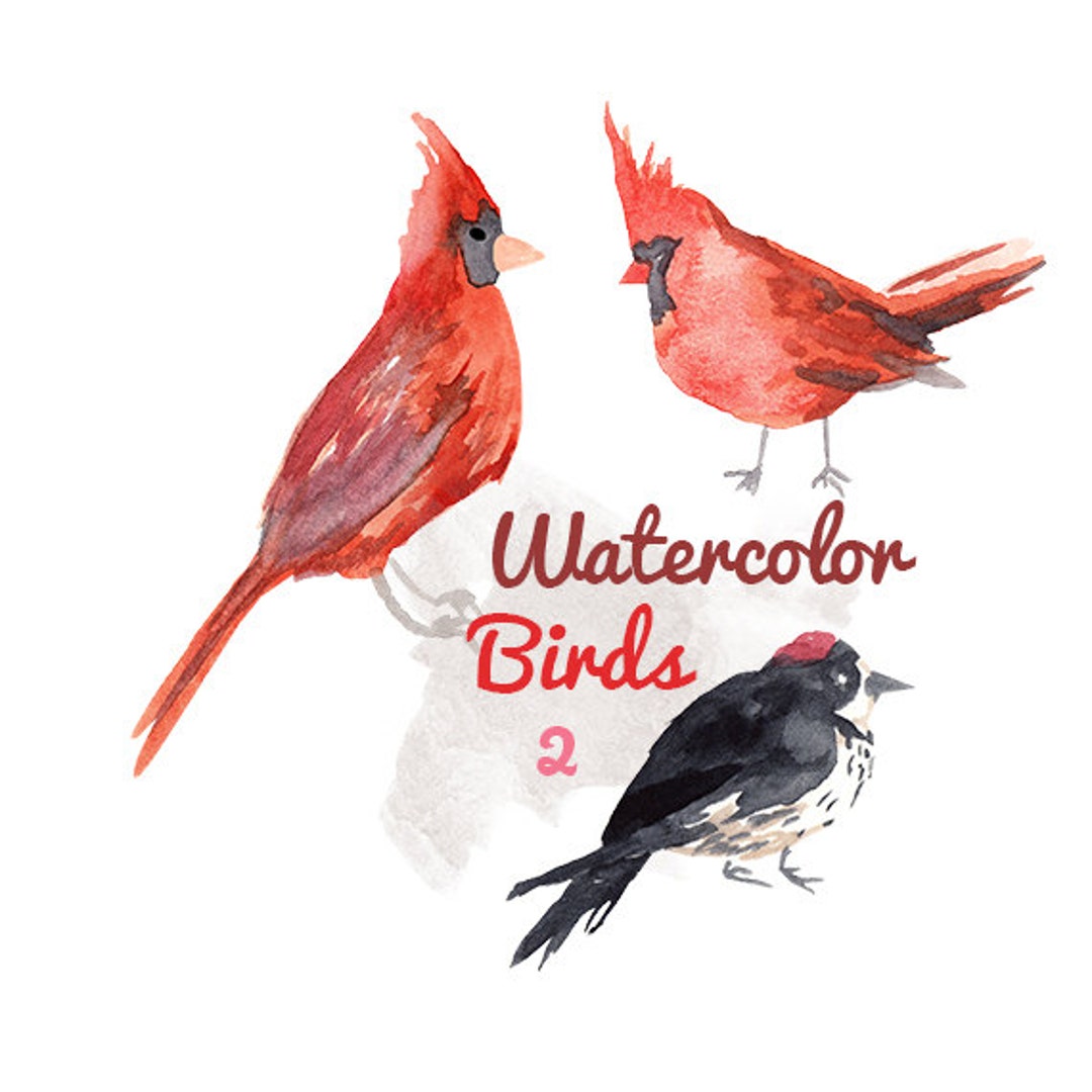 Watercolor Painted Bird Clip Art Birds Commercial Use Digital - Etsy