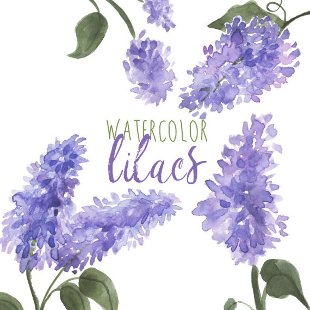 Watercolor Lilacs Clip Art - Etsy