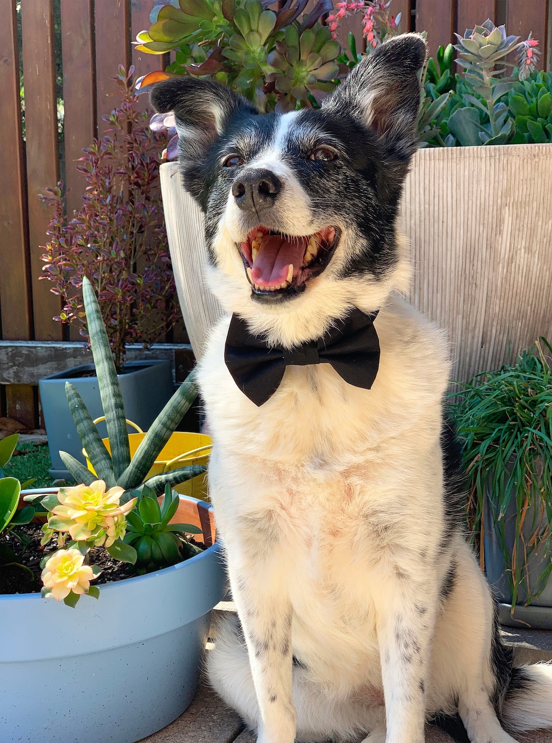 Black Dog Bow Tie / Plain Black Dog Bowtie / Dog Bow Ties - Etsy