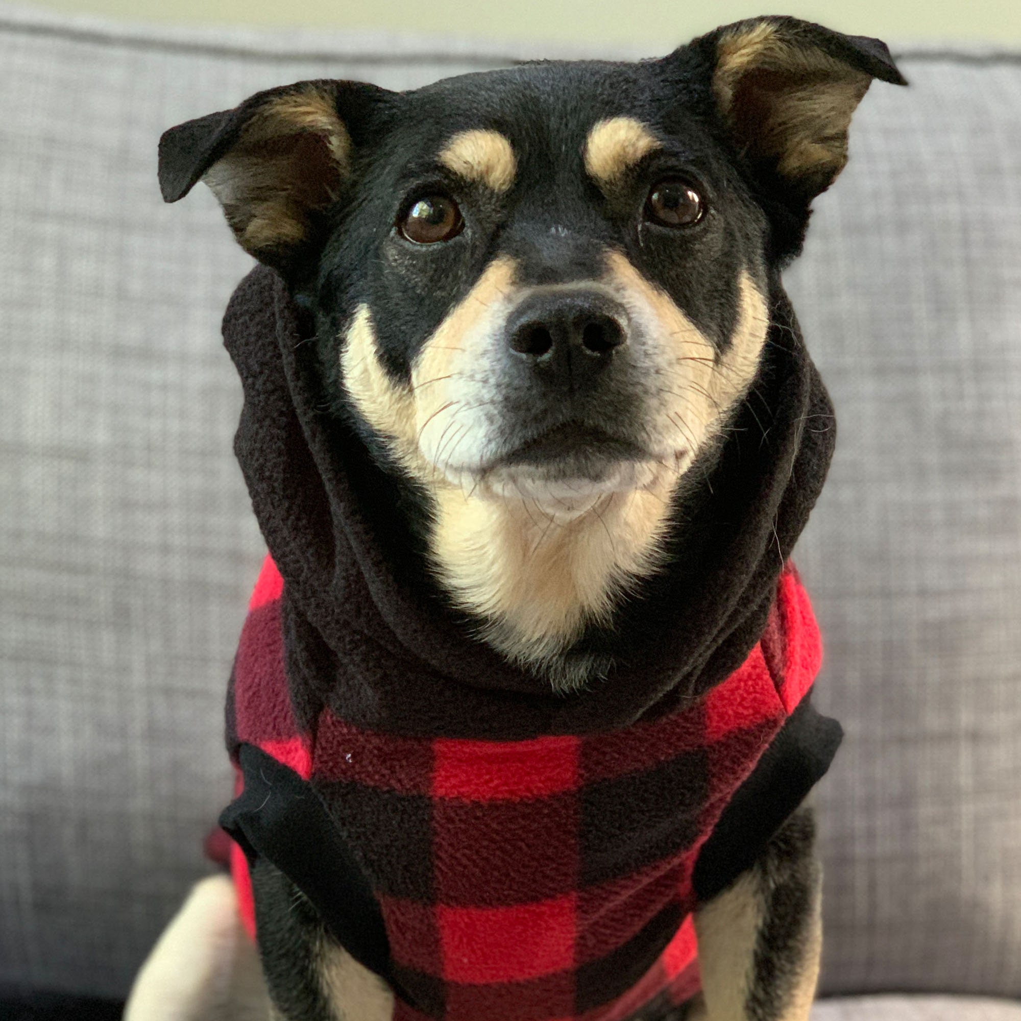 The Lumberjack Dog Hoodie / Fleece Dog Hoodie / Hoodies for Dogs - Etsy ...