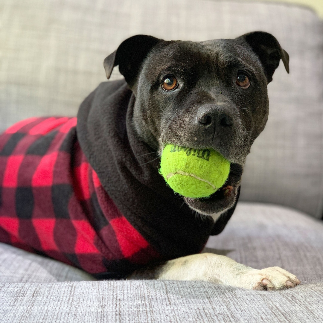 The Lumberjack Dog Hoodie / Fleece Dog Hoodie / Hoodies for Dogs - Etsy