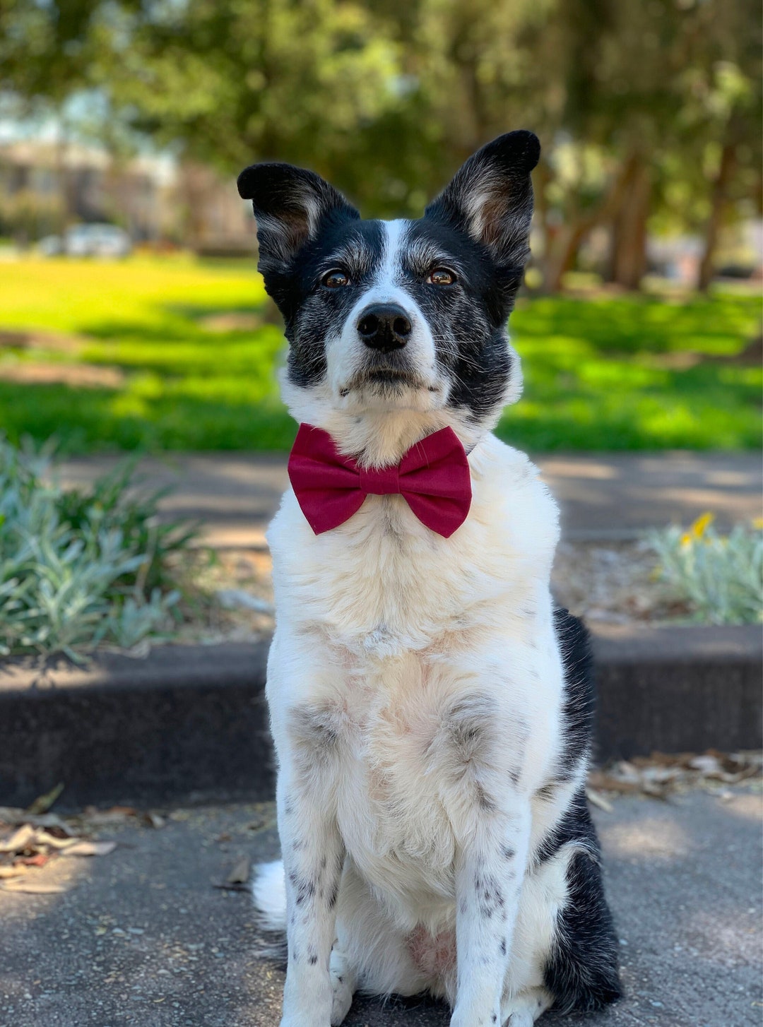 Lord Doggington Dog Bowtie / Maroon Dog Bowtie / Bowties for Dogs - Etsy