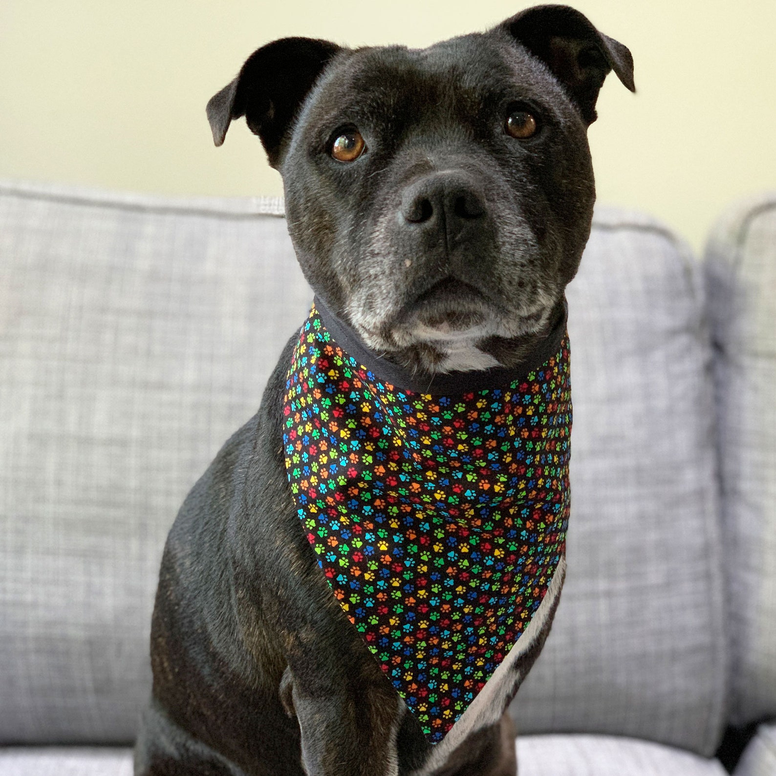 Bunnings Snag Dog Bandana / Sausage Dog Bandana - Etsy