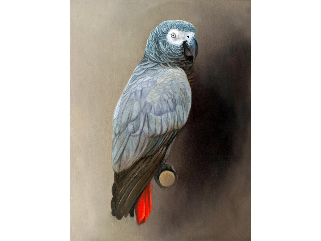 African Grey Parrot Bird Parrot Oil Painting Fine Art Print - Etsy