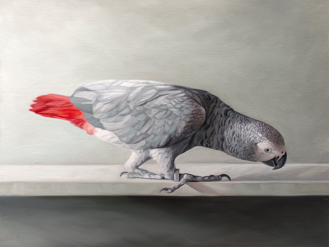 Curious African Grey Parrot Bird Oil Painting Fine Art Print - Etsy