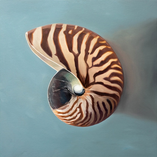 Nautilus Shell Art - Etsy
