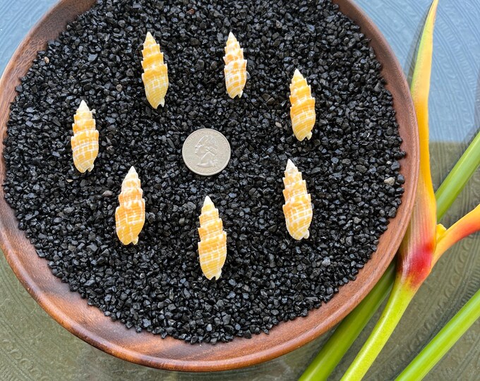 Hawaii Miter Shells - Lot of 7 Yellow Orange - M3 - Etsy