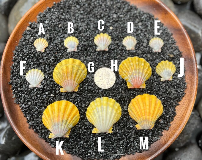 Sunrise Shell From Hawaii Individual Shell X2 - Etsy