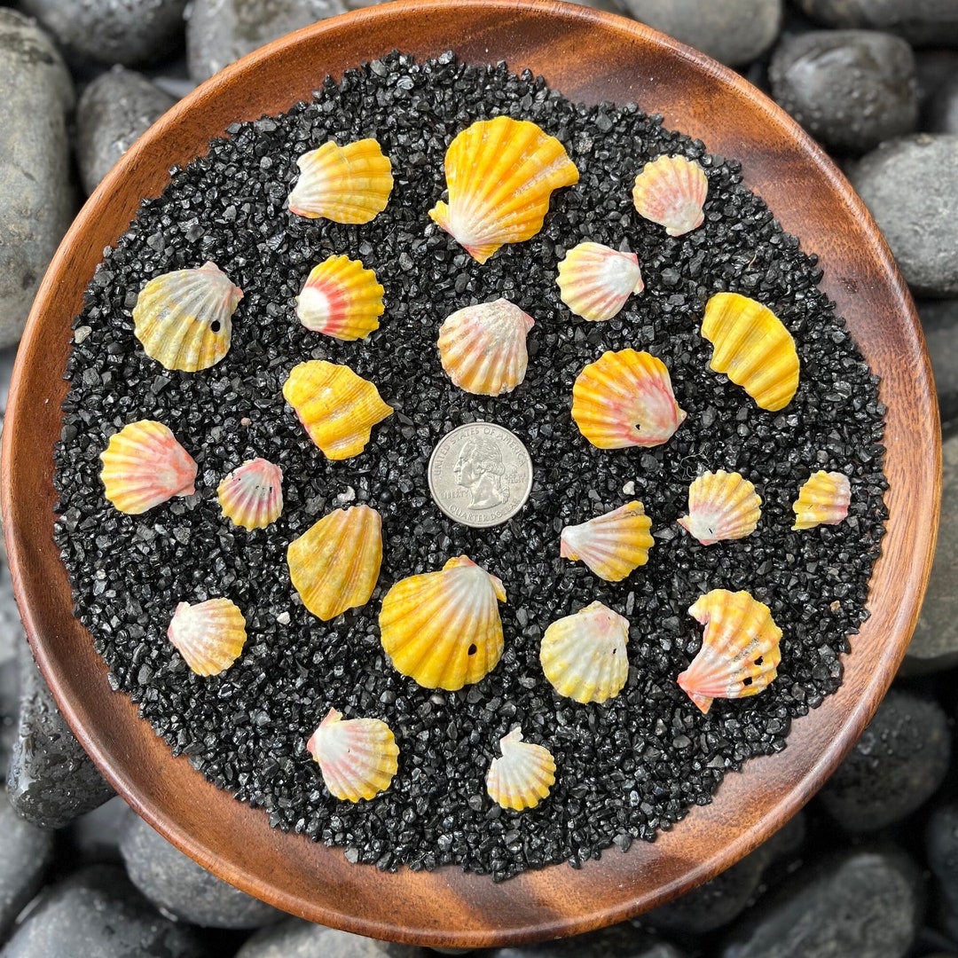 Lot Sunrise Shell Chip Whole & Chip Low Quality Pieces Hawaii CHIP22 - Etsy