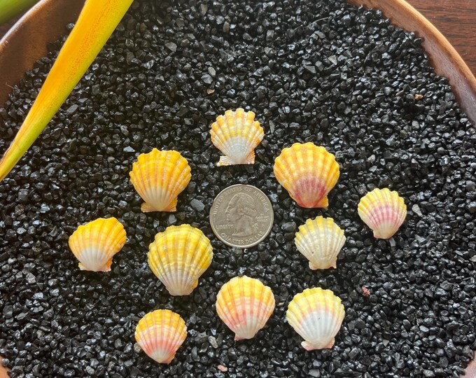 Lot of 10 - Sunrise Shells Hawaii Mixed Quality Whole Chips - Mixed Lot ...