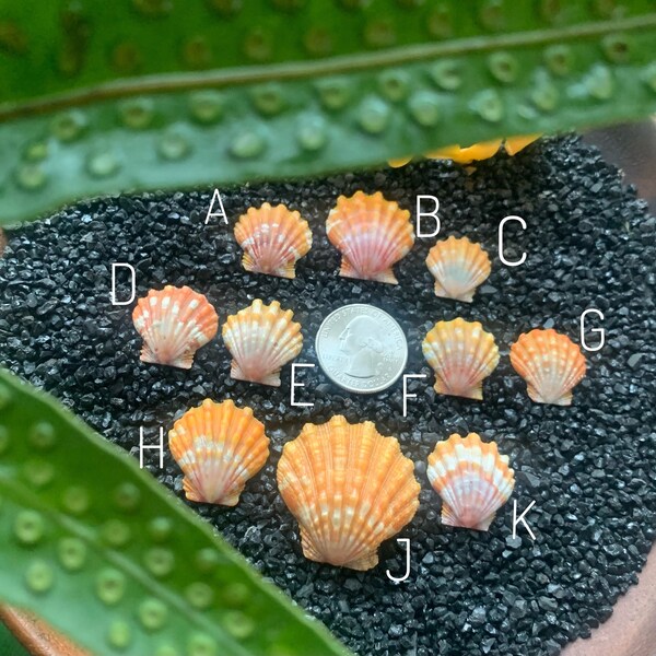 Large Sunrise Shell - Etsy