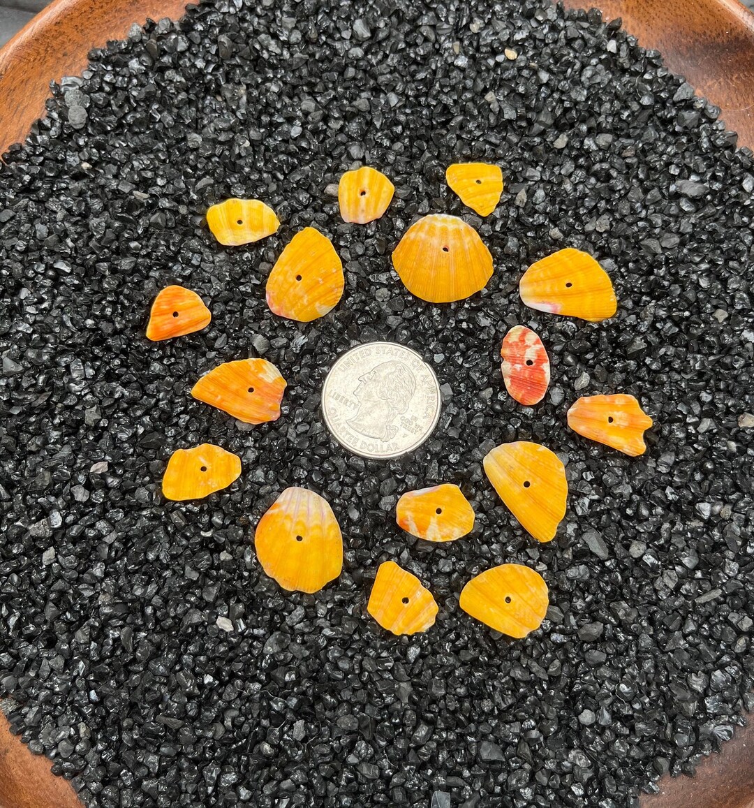 Sunrise Shell Chip DRILLED PIECES Hawaii - Lot of 16 - Etsy