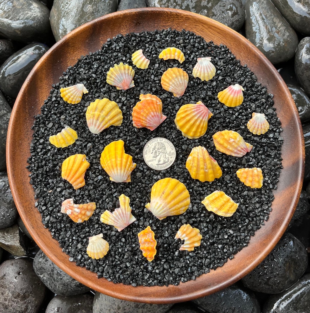 Sunrise Shell Clean High Quality Whole & Chip Pieces Hawaii Lot of 24 ...