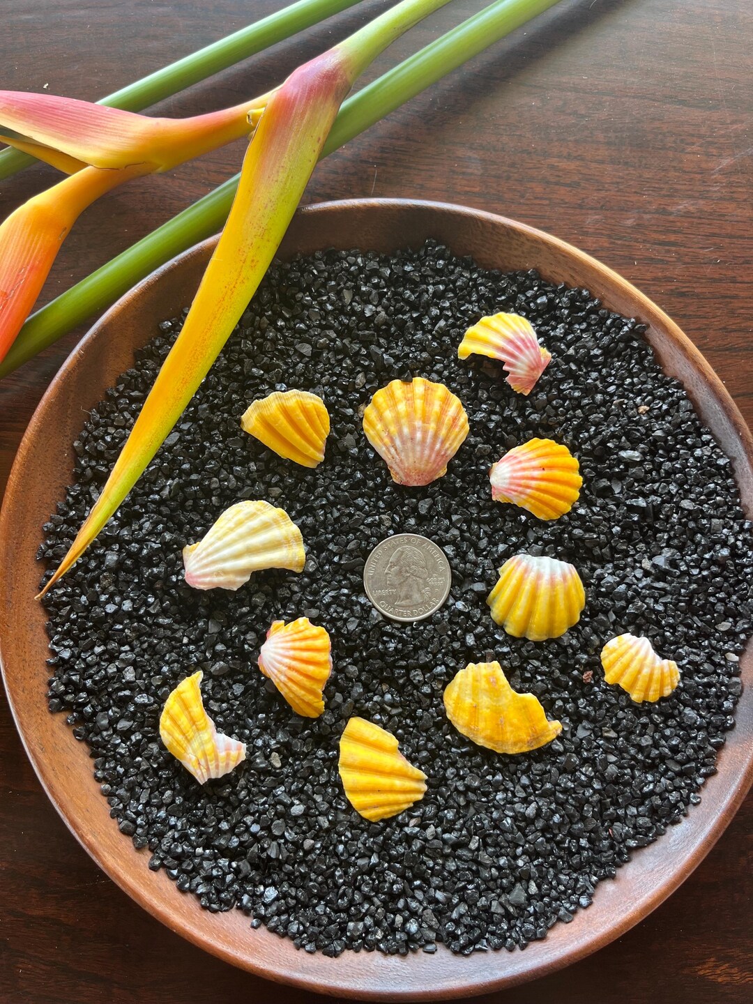 Lot of 8 - LOW QUALITY Chip Sunrise Shells Hawaii - LQC-8 - Etsy