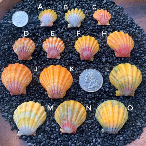 Sunrise Shell - Etsy