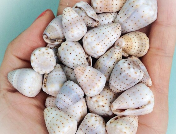 ADD ON Hawaii Cone Shell Jewelry & Beauty Jewelry Making & Beading etna ...