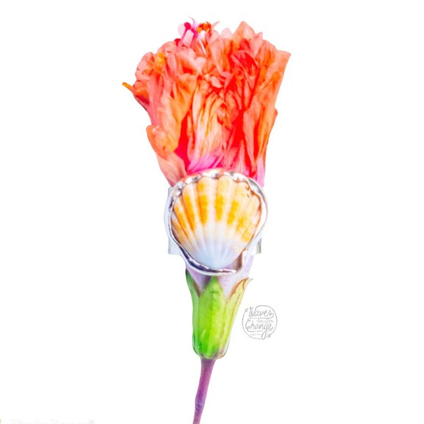 Sunrise Shell - Etsy