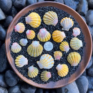 Sunrise Shells - Etsy