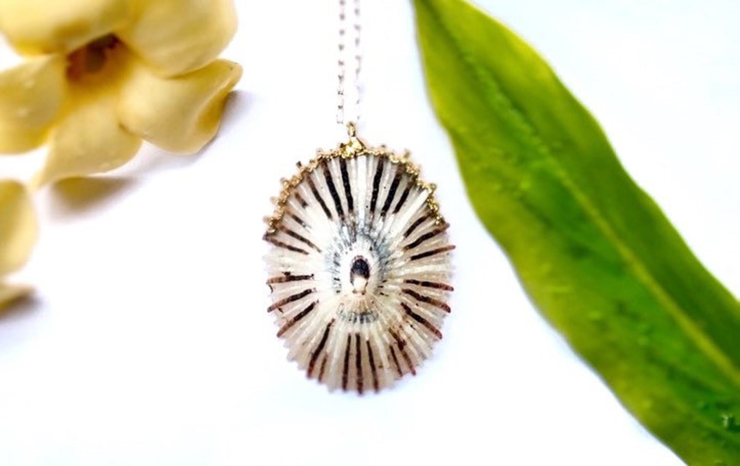 Hawaii 'opihi Shell White Makaiuli Gold Dipped Pendant Necklace - Etsy