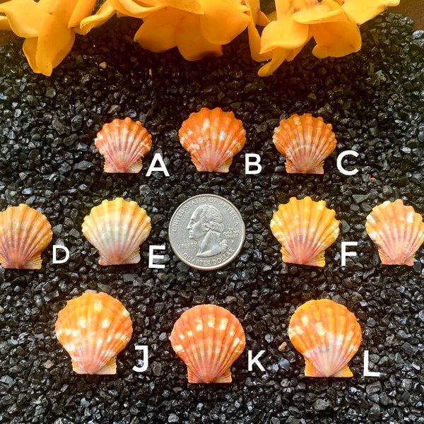 Shells From Hawaii - Etsy