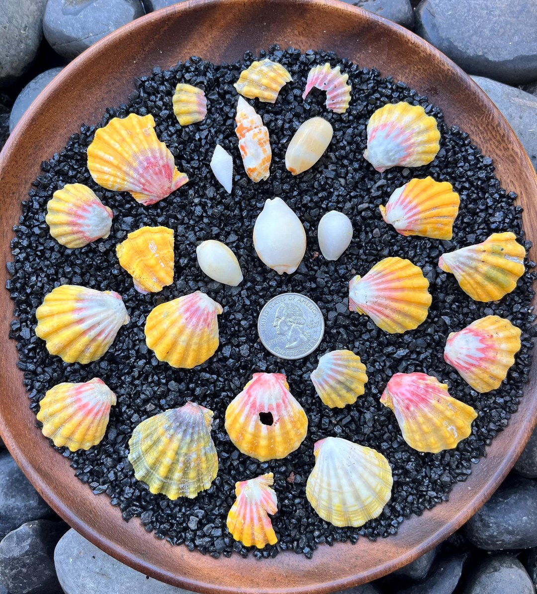 Lot of 26 - Sunrise Shells Hawaii Mixed Whole & Chips - MC CHIPS-26 - Etsy