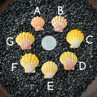 Sunrise Shell - Etsy