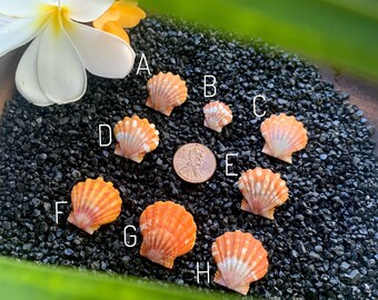 Hawaii Sunrise Shell - Etsy