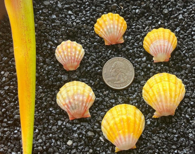 Lot of 6 - Sunrise Shell Hawaii - Pink / Yellow / White - Lot1 - Etsy