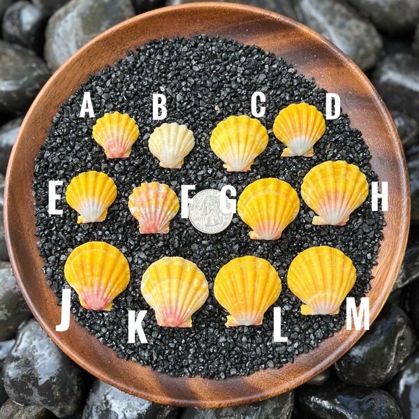 Sunrise Shells - Etsy