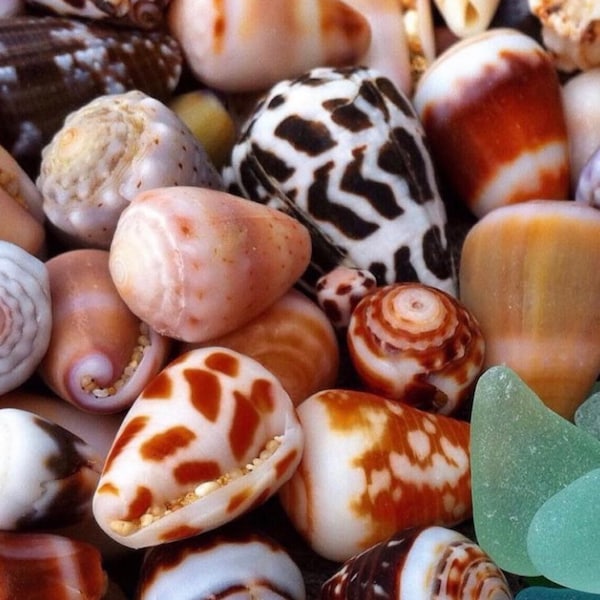 Hawaiian Cone Shell - Etsy