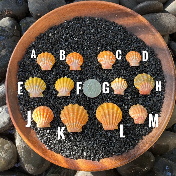 Sunrise Shells - Etsy