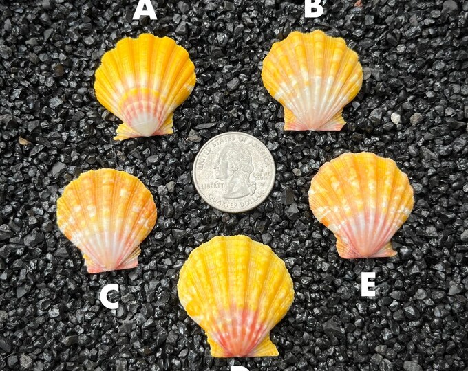 Sunrise Shell From Hawaii - Individual Shell - K - Etsy