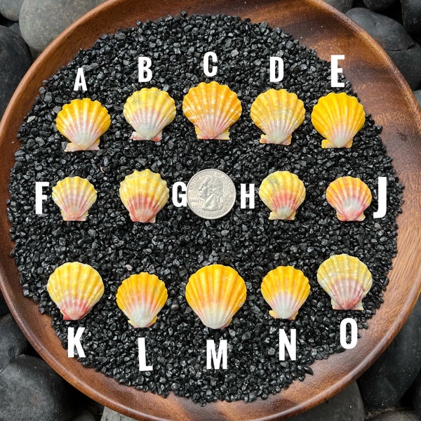 Sunrise Shell - Etsy