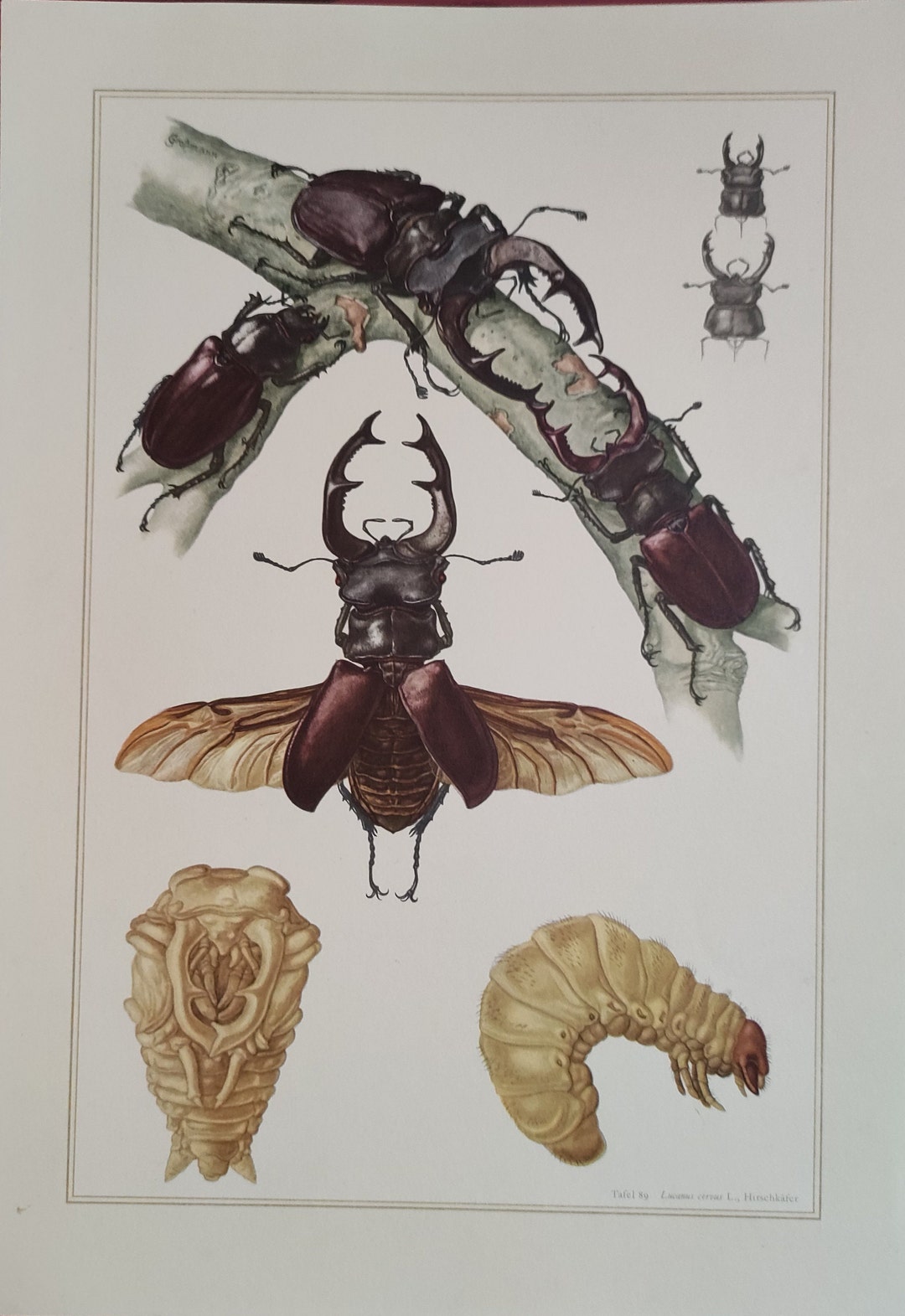 Original stag Beetle Learning Chart From the - Etsy Canada