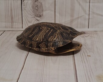 Old Snapping Turtle Shell, Taxidermy Parts, Roadkill, Cabinet of ...